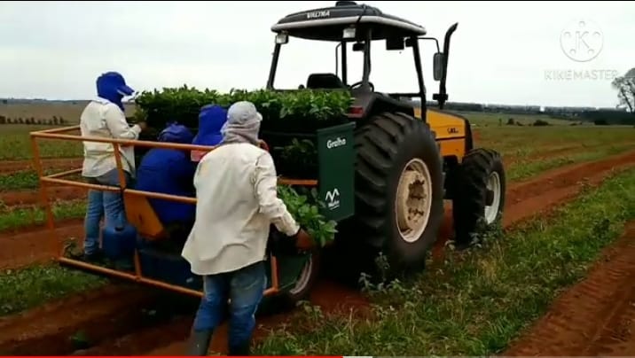 Como fazer em plantio de café do zero - Francisco de Paula Vitor de...