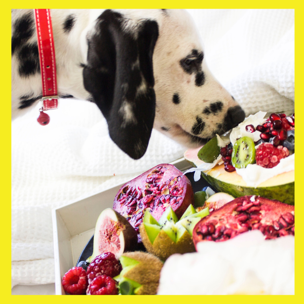 10 COMIDAS SALUDABLES PARA TU PERRO - Victor H. Gonzales | Hotmart