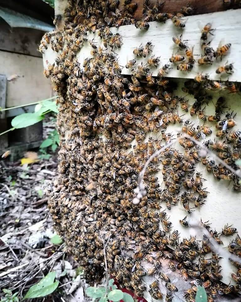 Aprendiendo de apicultura con El Rey de las Abejas