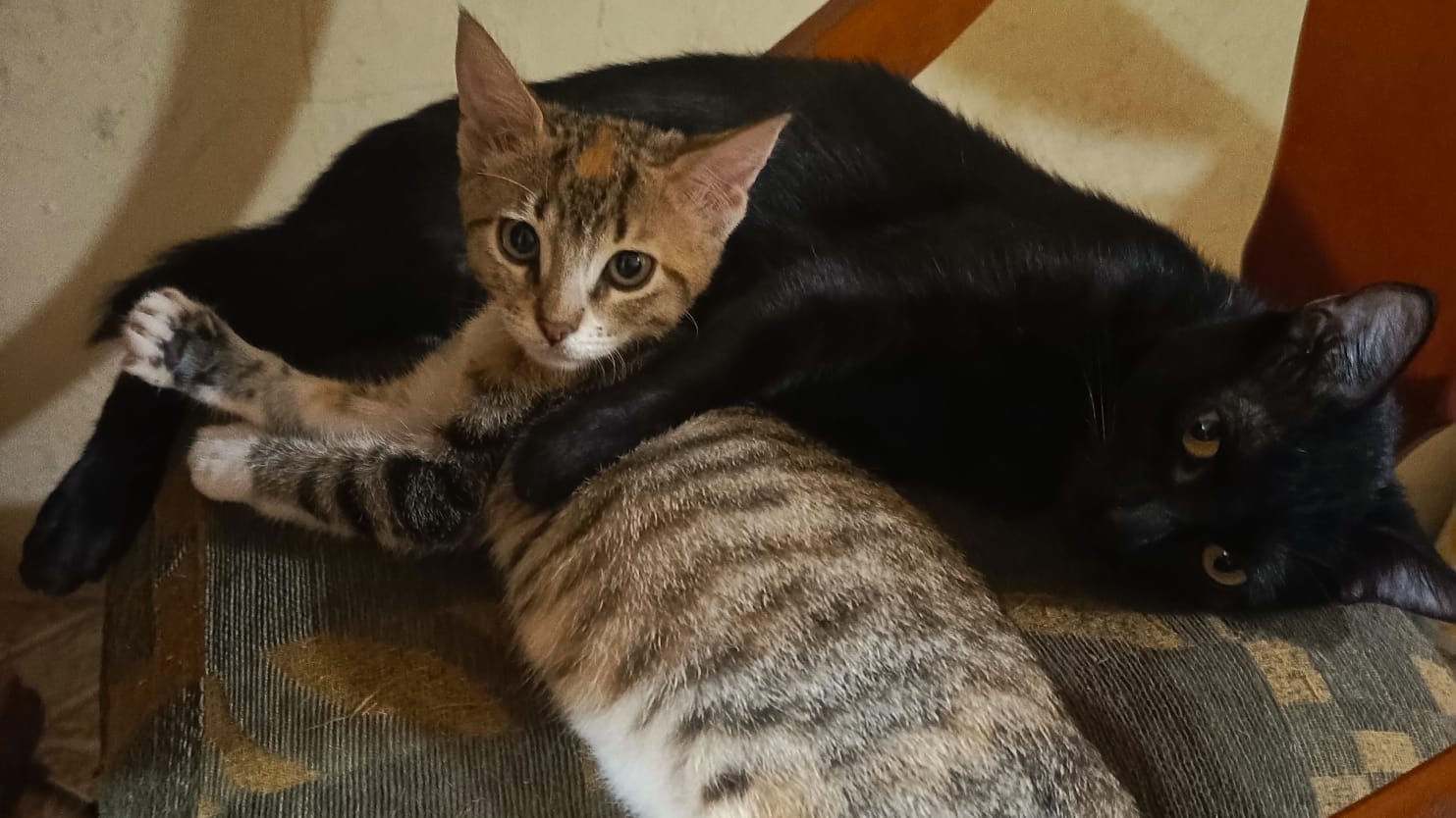 "Traducción Gato-Humano: 10 Frases Comunes y su Significado Felino"...